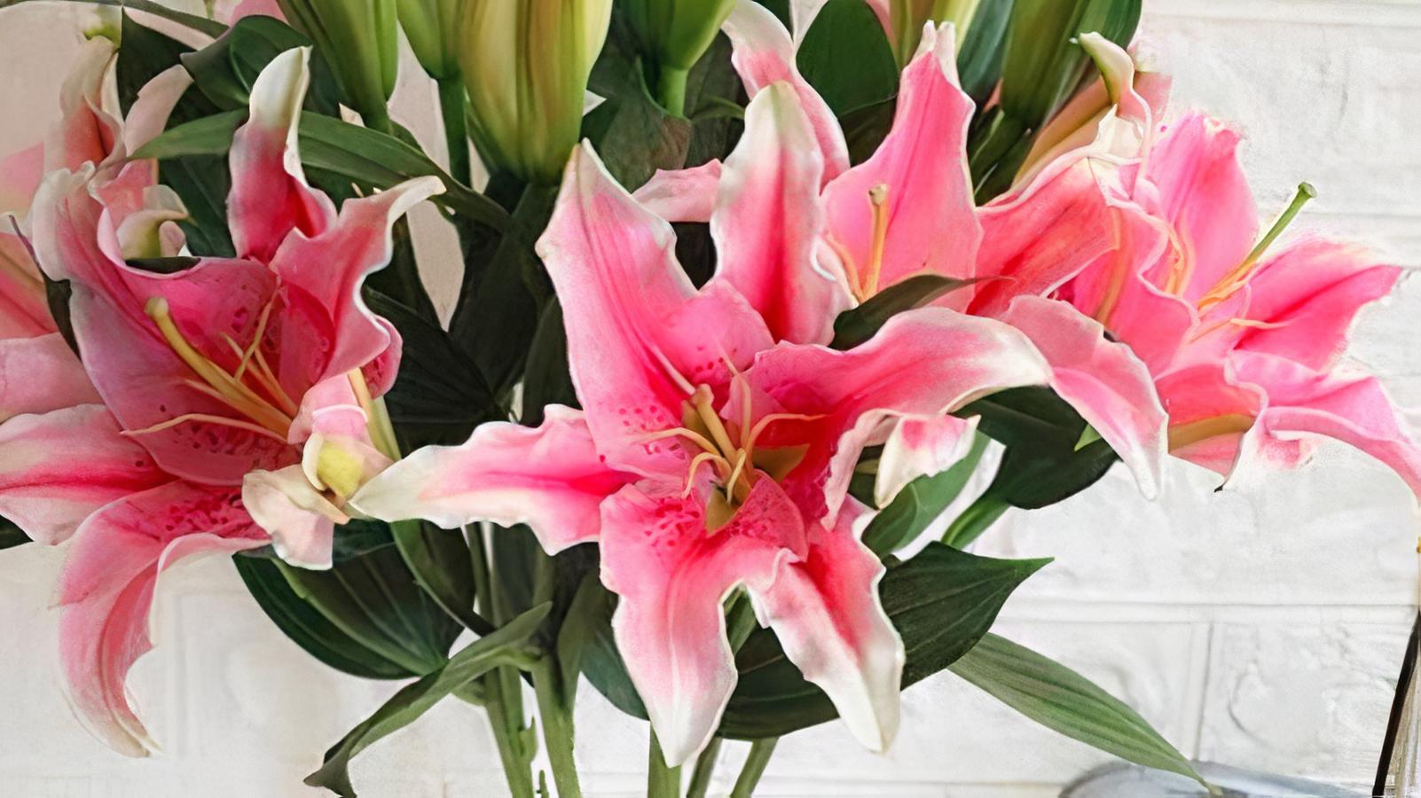 Thiên nhiên đang tạo hình Cắm hoa ly đẹp Trong những hình ảnh hoàn hảo